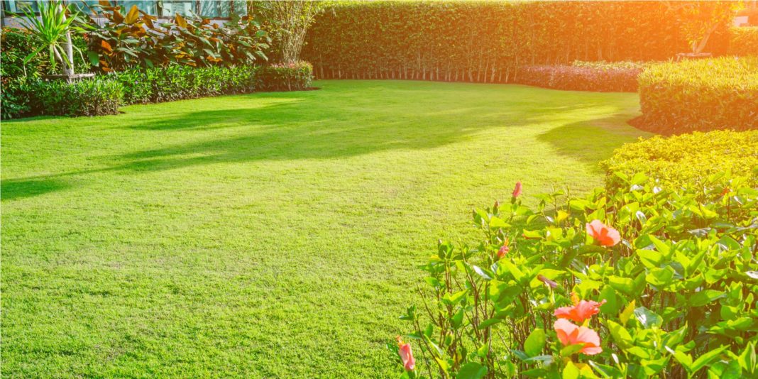 Tips on how to grow a perfect lawn - Butterfly Labs
