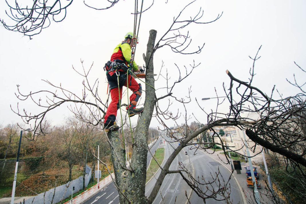 More Tree Inspection Needed by Melbourne Arborists - Butterfly Labs
