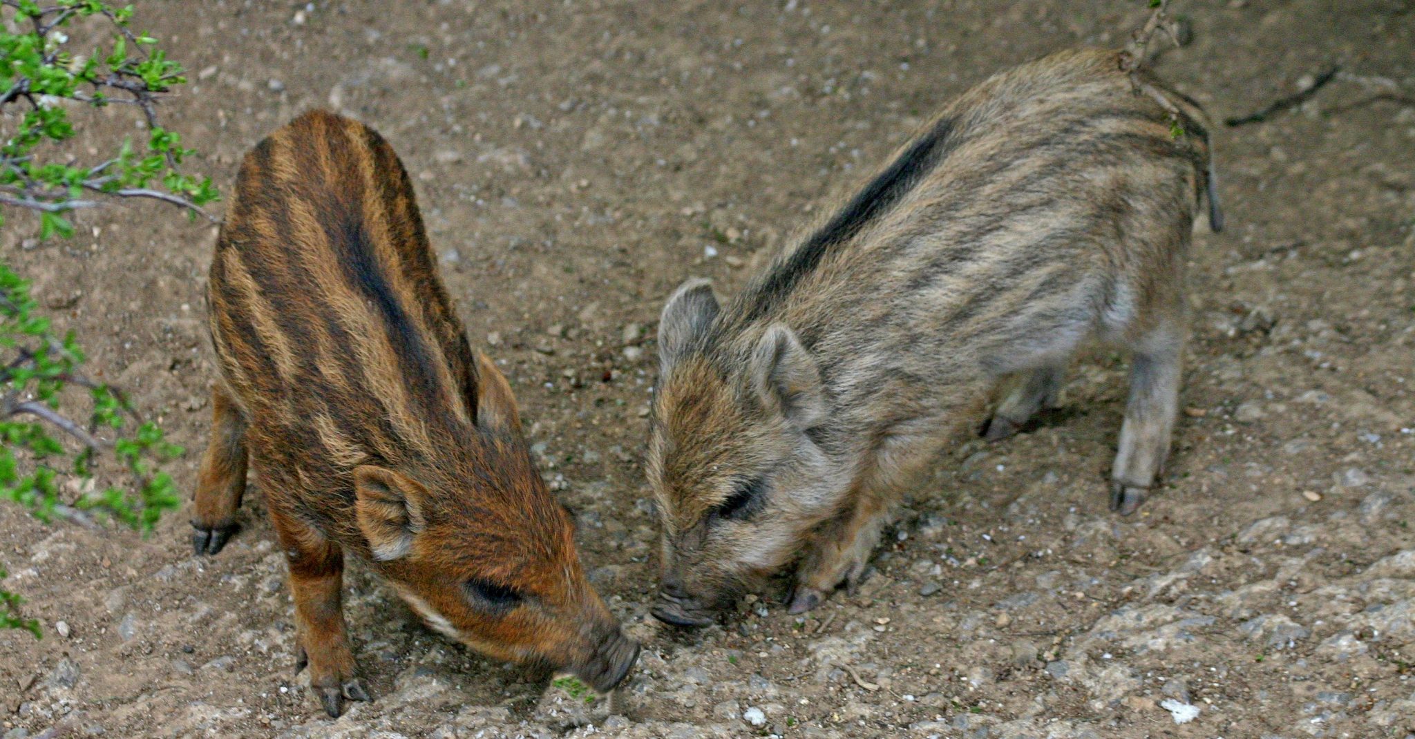 Why Hunting Is Important For The Environment - 2024 Guide - Butterfly Labs