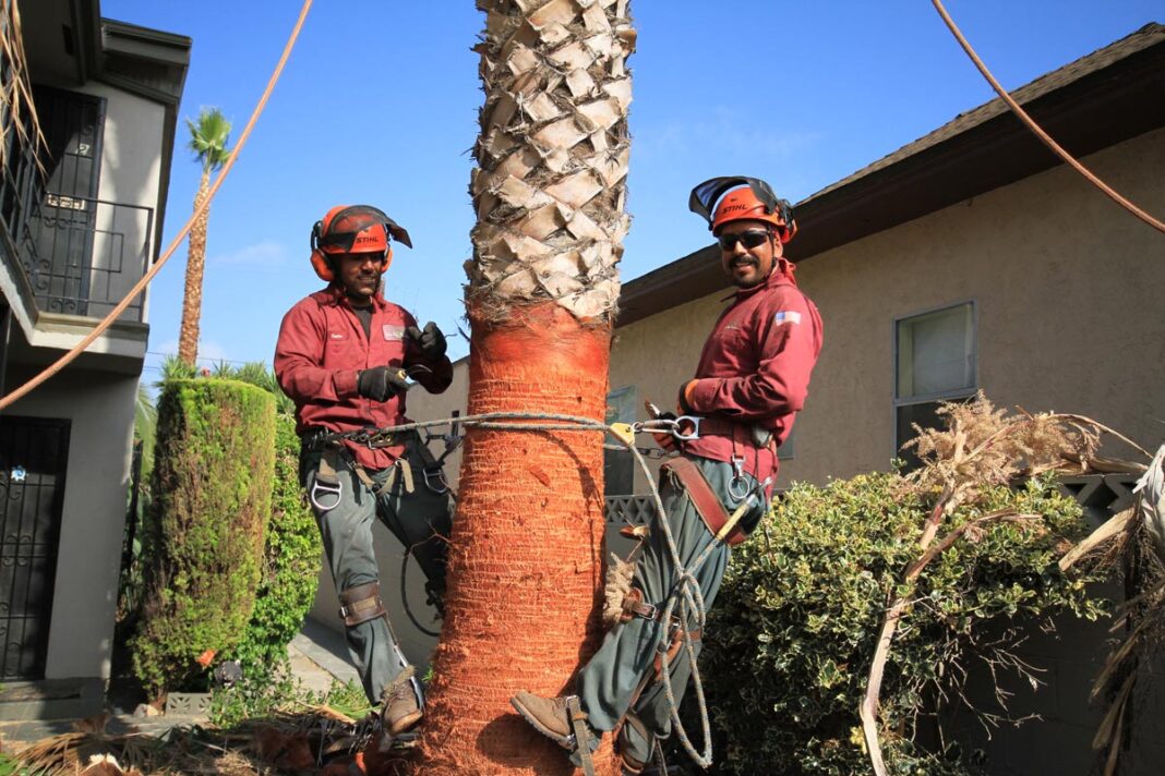 The Difference Between Crown Reduction and Tree Topping - Butterfly Labs