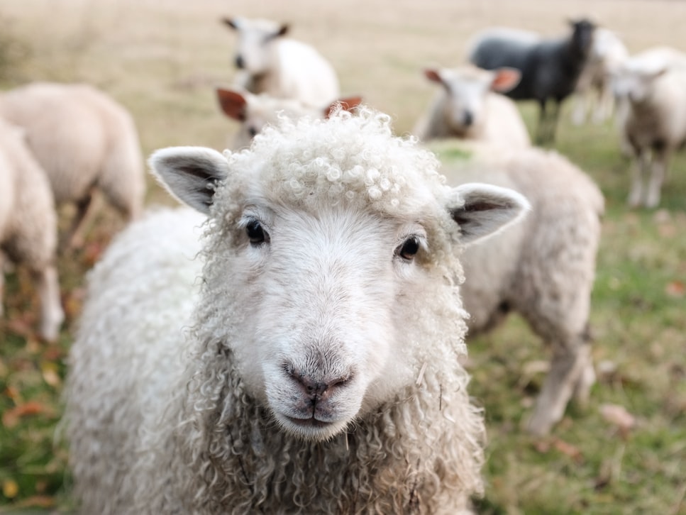 Sheep Diseases: Symptoms & Treatment for Common Diseases in Sheep ...