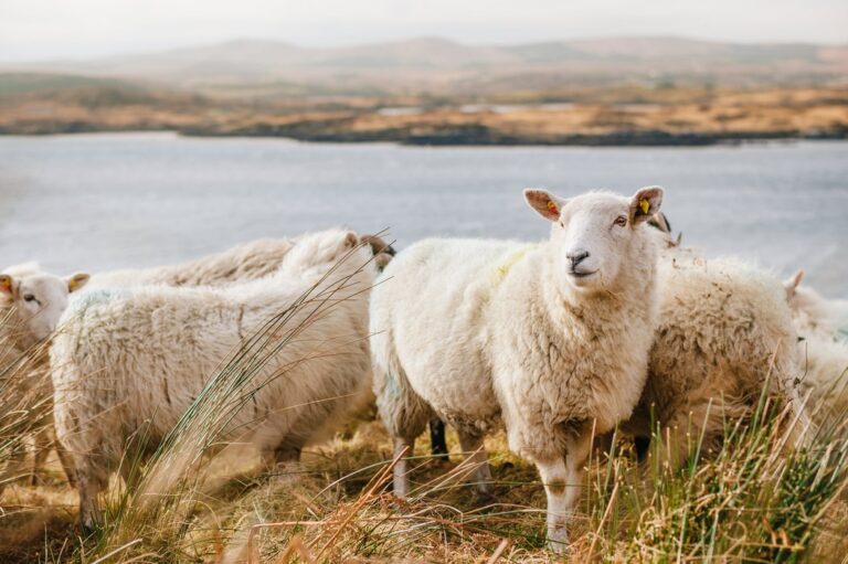 Sheep Diseases: Symptoms & Treatment for Common Diseases in Sheep ...