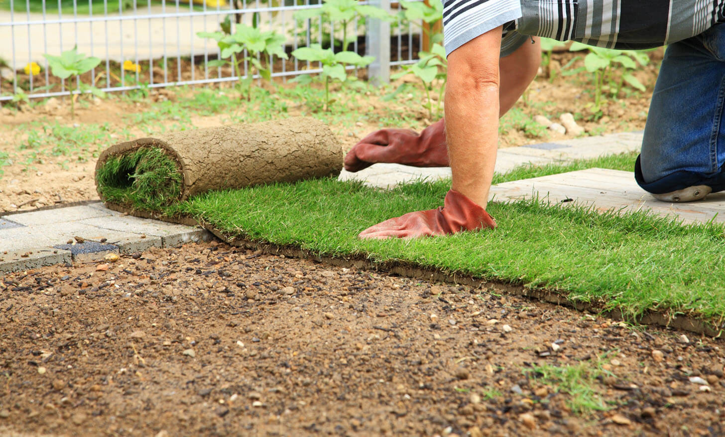 Homeowner's Guide to Sod Installation: Pricing & Benefits - Butterfly Labs