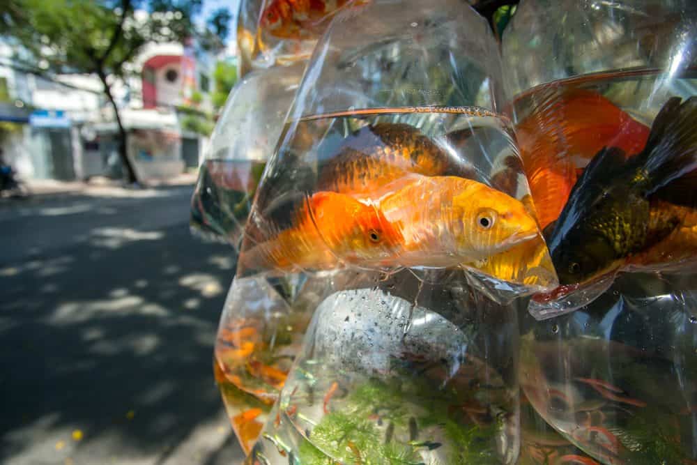 How to Safely Transport an Aquarium with Fish? - Butterfly Labs