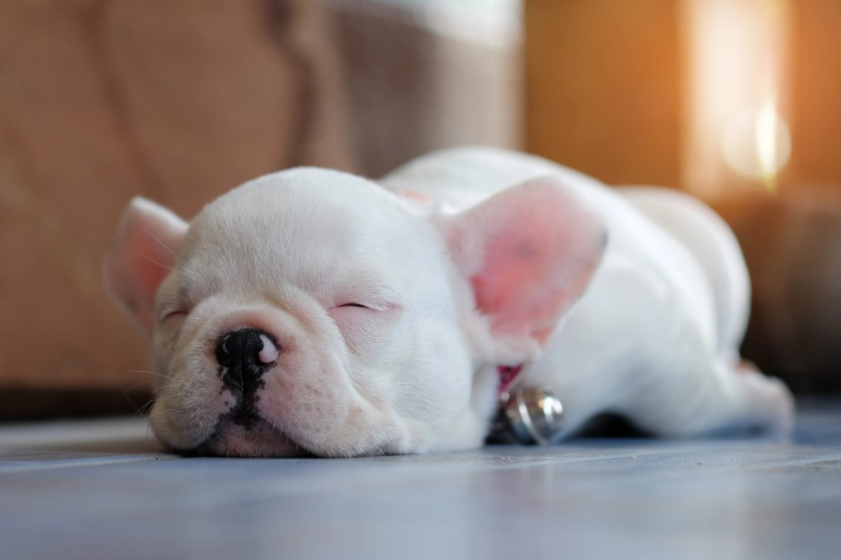 Introducing the Epitome of Elegance: White French Bulldog Puppies from ...