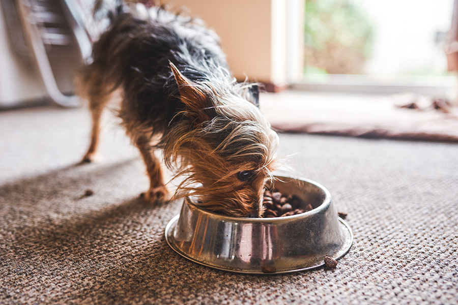 What are the Benefits of Slowing Down Your Dog’s Eating? - Butterfly Labs