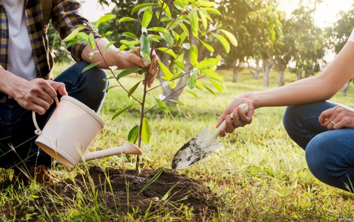 How to Properly Water a Newly Planted Tree: Best Practices for Growth ...